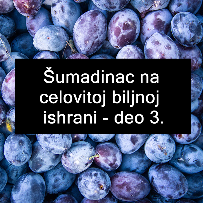 Šumadinac na CBI-deo tri | Naturehub - prodavnica prirode