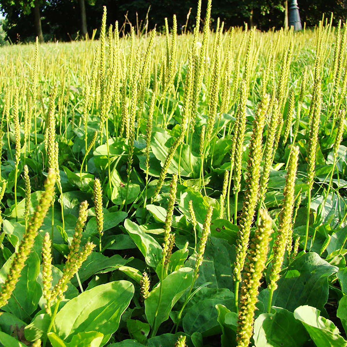 Najbolji prirodni laksativ | Naturehub - prodavnica prirode