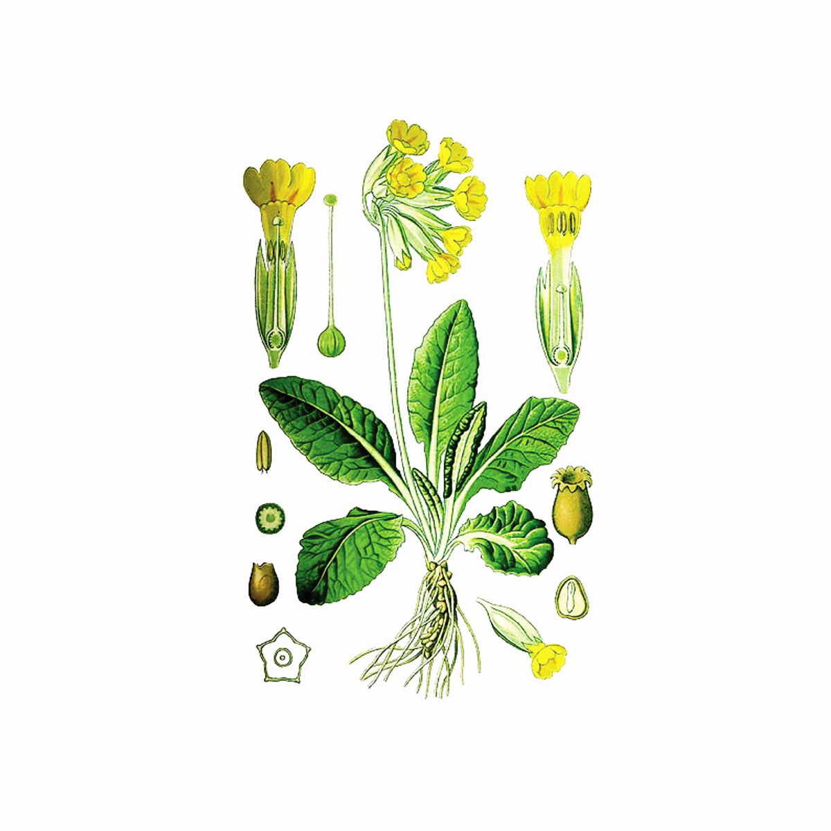 Jagorčevina - Jaglika (Primula officinalis), 100g 1111111111512 ...