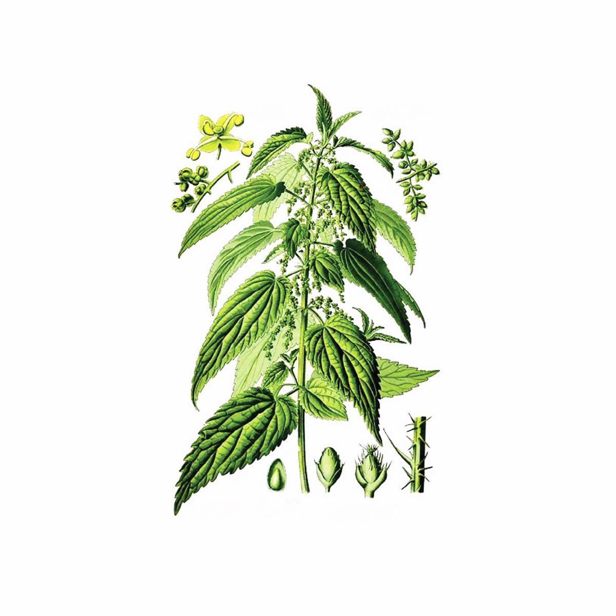 Kopriva (Urtica dioica), 100g 1111111111515 | Naturehub - prodavnica prirode