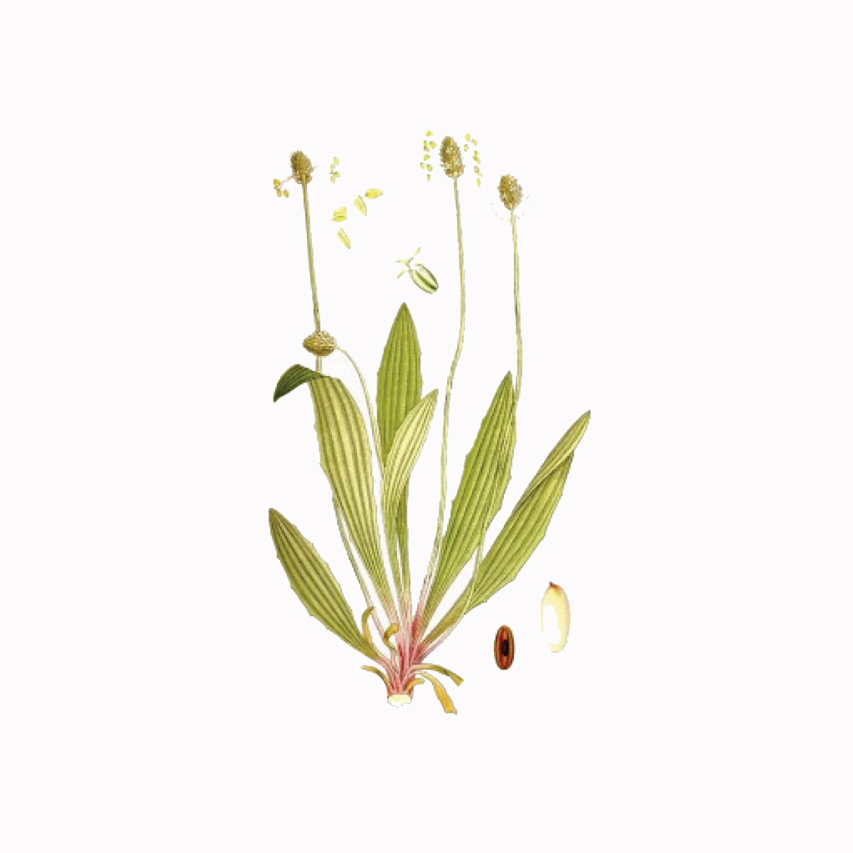 Bokvica uskolisna (Plantago lanceolata), 100g 1111111111529 | Naturehub ...